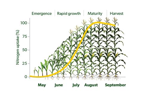 Improve Nitrogen Management With Puryield Sollio Agriculture