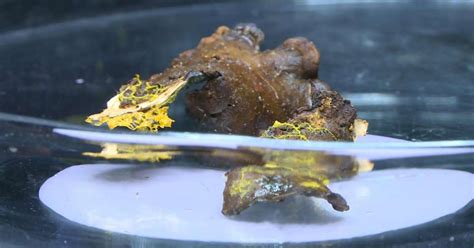 Bizarre Slimy Organism Termed The Blob Has Sexes Can Eat Move Around Solve Problems