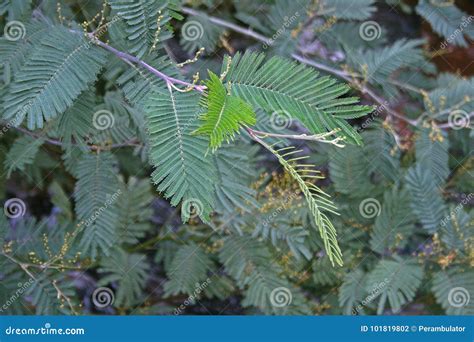 COMPOUND LEAVES On TREE Stock Photo Image Of Botanical 101819802
