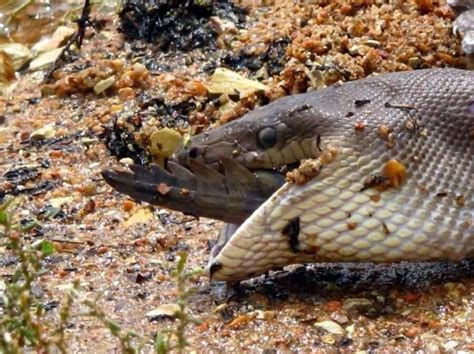 Huge Olive Python Swallows A Crocodile Whole In Australia