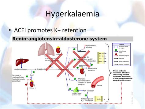 Ppt Ace Inhibitors Powerpoint Presentation Free Download Id 2740512