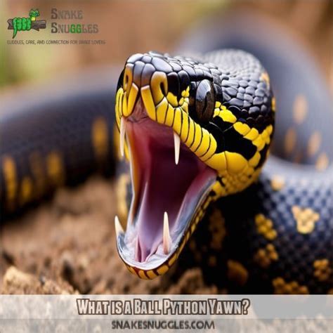 Ball Python Yawn Normal Behavior Or Cause For Concern Find Out Now