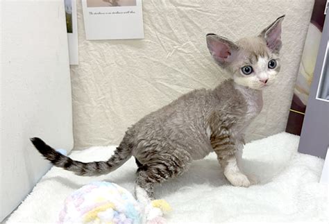 인천고양이분양데본렉스분양워치 요미캣 분양글