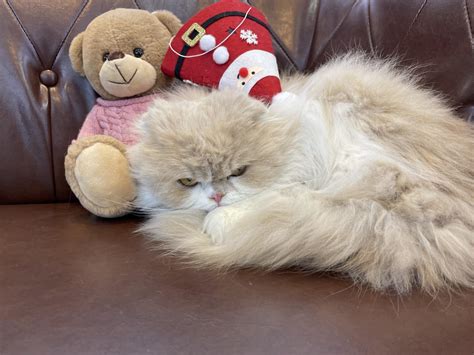 폴드 믹스 몽이 엑조틱크기 터키시앙고라크기 페르시안크기 하이랜드폴드크기 애완견크기 반려견크기 소형견무료입양사이트 중형견무료입양사이트 대형견무료입양사이트 미니비숑프리제무료입양