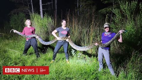 အမေရိကန် ဖလော်ရီဒါမှာ မြန်မာ့စပါးအုံးမြွေ မထိန်းနိုင်အောင် ပွားနေ Bbc News မြန်မာ