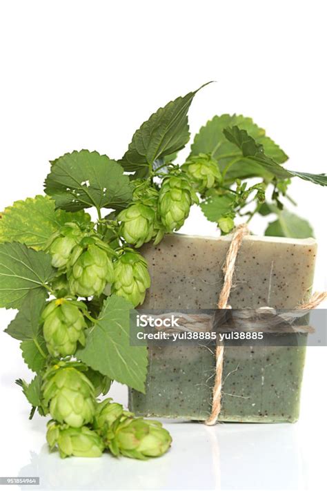 화장품 홉으로 머리에 대 한 압축을 풉니다 흰색 바탕에 신선한 콘 홉 홉 추출 물과 고체 샴푸 사각형 셰이프입니다 Hopcopy