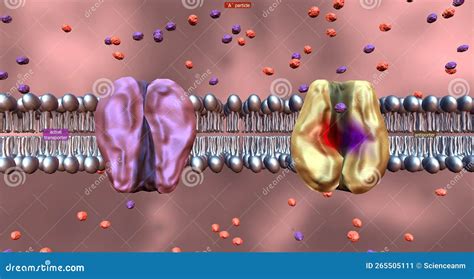 Cell Transport Refers To The Movement Of Substances Across The Cell Membrane Stock Illustration