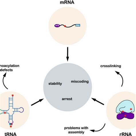 Targets Of Oxidative And Alkylative Damage On Rna A Structures Of The