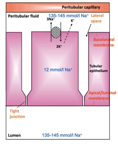 Tubular Function 1 Proximal Convoluted Tubule Flashcards Quizlet