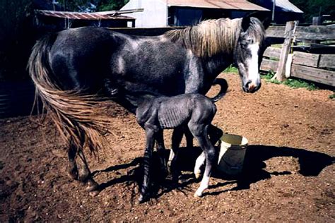 Chucks Photo Gallery Grasslander