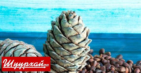 Самрын сүлжээнд “самруулж” буй Монголын эдийн засаг 2