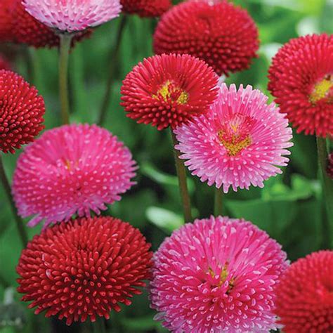 100 Mixed Pompom Daisy Seeds Welldales