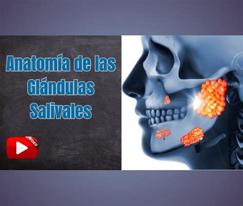 Anatomía De La Glándulas Salivales Inervación Características