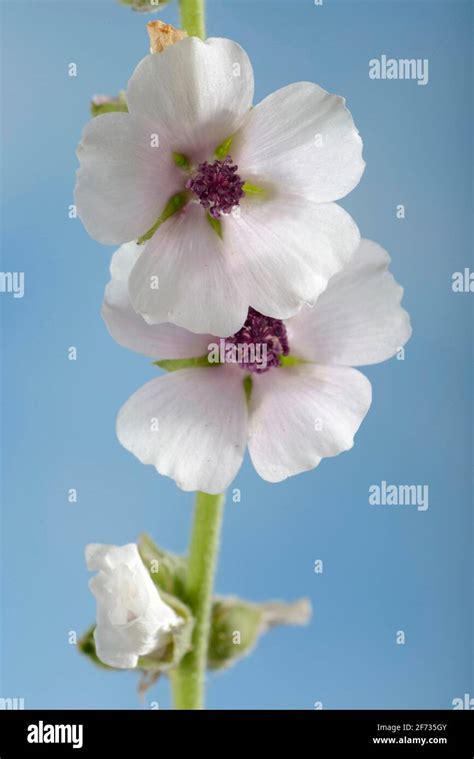Althaea Officinalis Althea Officinalis Ade Root Altee Alter Thee