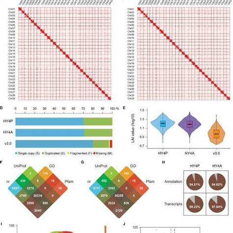 Quality Assessment Of The Genome Assembly A K Mer Analysis Shows The Download Scientific