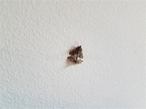 Brown Moth Insects With Wings Mating On White Wall Stock Image Image
