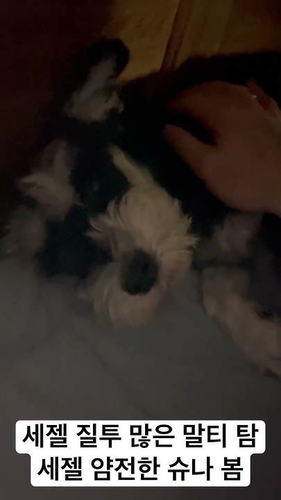 세상에서 제일 질투 많은 말티즈 탐 그리고 세상에서 제일 얌전한 슈나우져 봄 Youtube