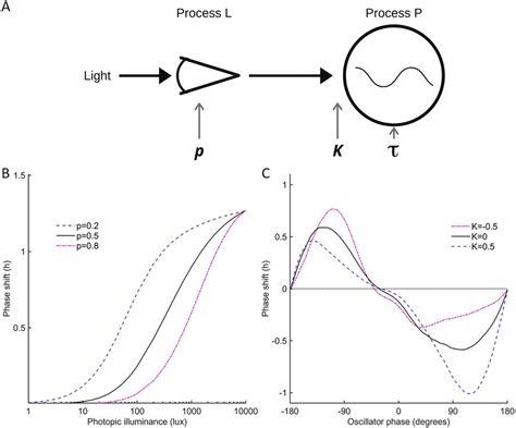 Schematic Of The Circadian Model And The Effects Of Modulating Two