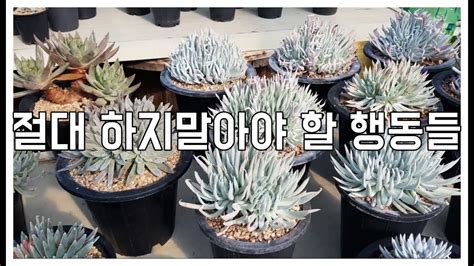 다육 겨울철 관리 3편 화이트그리니 두들레아 Youtube