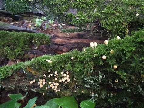 Misidentifying Fungi After The Rain