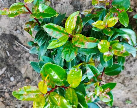 How To Recognise Myrtle Rust Myrtle Rust