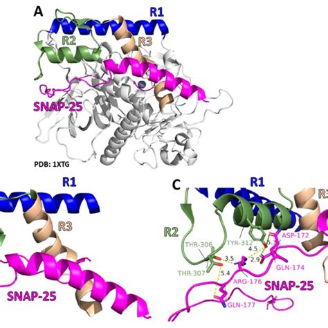 Co Crystal Structure Of The Botulinum Neurotoxin Lc A1 And Snap 25 Download Scientific Diagram