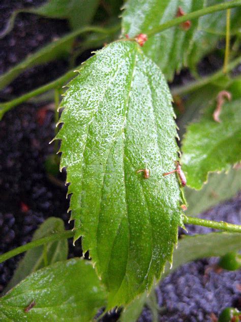 Celtis Sinensis Identification Health Benefits Uses Invasive