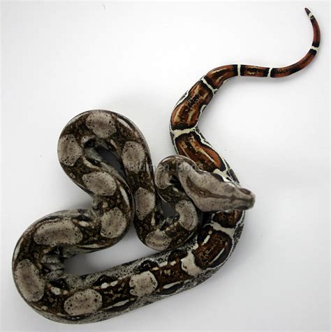 BLU NOR Male Normal DH Sharp Snow