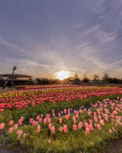 なばなの里の夕景 GANREF