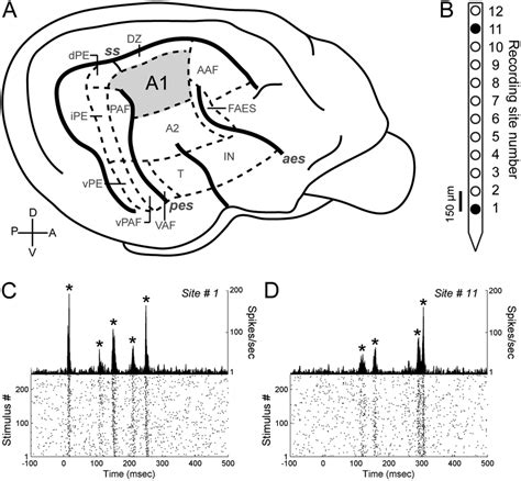 Illustration Of Cat Auditory Cortex Recording Microelectrode And Download Scientific Diagram
