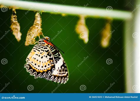 Vlinder En Cocon Stock Afbeelding Image Of Cocon Wild 26051825