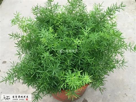 天门冬修剪造型 天门冬盆栽造型 大山谷图库