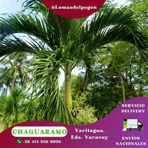 Vivero La Palma Chaguaramo Enano Conocida Como Palma De Betel O Areca Catechu Es Una
