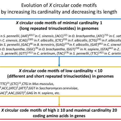 Model Of Evolution Of The Circular Code Motifs Equation 1 By Download Scientific Diagram