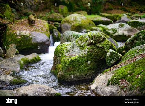 Small Cascade And Rocks With Moss And Autumn Leaves Nearby The River Aist In The Austrian Valley