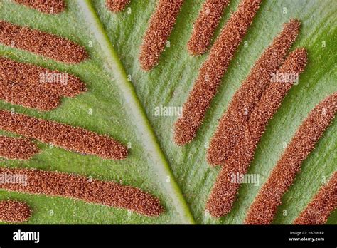 Elongated Sori Of Harts Tongue Fern Phyllitis Or Asplenium