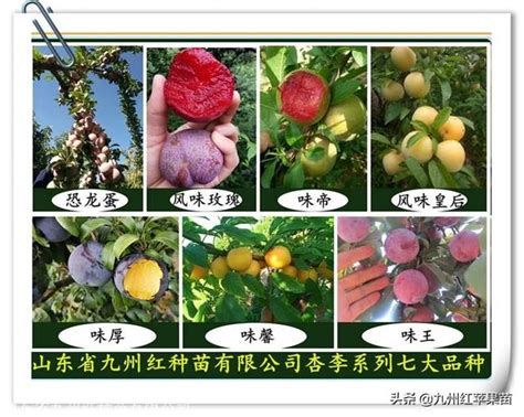 恐龍蛋李子苗種植前必須看的忠告 每日頭條