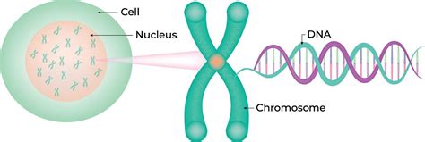 Cell Nucleus Dna Chromosome Illustration 53242965 Vector Art At Vecteezy