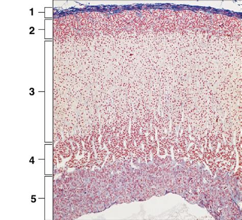 Exercise 1 Adrenal Cortex Histology Diagram Quizlet