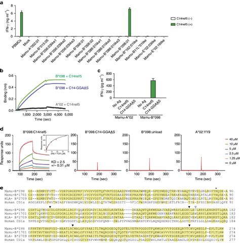 Identification Of Mamu B098 As A Lipopeptide Ag Presenting Molecule