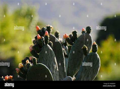 Tuna Cactus Leaves At Alyssa Camm Blog