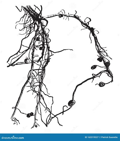Nodules Root Vintage Illustration CartoonDealer Com 163322190