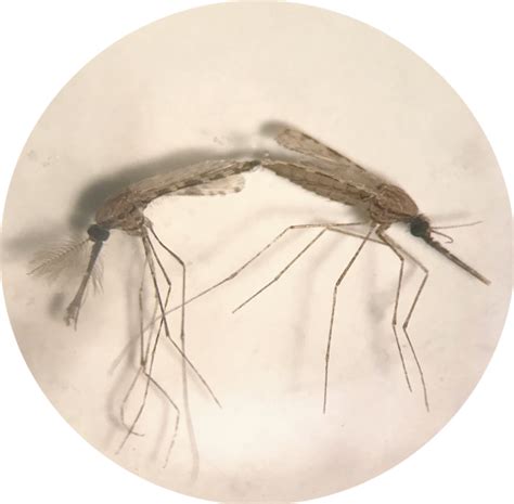 The Dancing Male Mosquitos Stockholm University