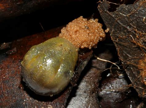 Nsf Eid Lyme Gradient Project Life Stages Of The Blacklegged Tick Ixodes Scapularis