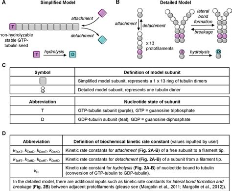 Processes That Occur In The Computational Models A In The Simplified