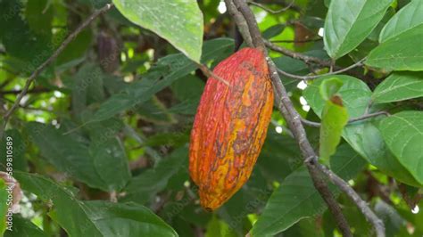 Cocoa Tree With Fruits Yellow And Red Cocoa Pods Grow On The Tree Cacao Plantation In