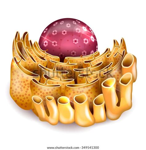 Cell Nucleus Endoplasmic Reticulum Anatomy Stock Vector Royalty Free