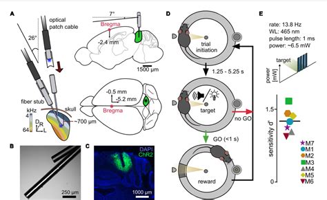 Figure 1 From Differential Optogenetic Activation Of The Auditory Midbrain In Freely Moving