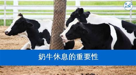 躺着玩牛子还是站着 牛子被哪玩 b大 大山谷图库
