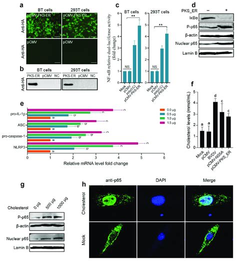 Identification Results Of The Nf κb Pathway Activation Induced By The